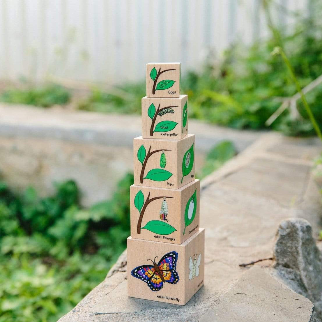Freckled Frog Lifecycle Wooden Blocks — Toypark Australia