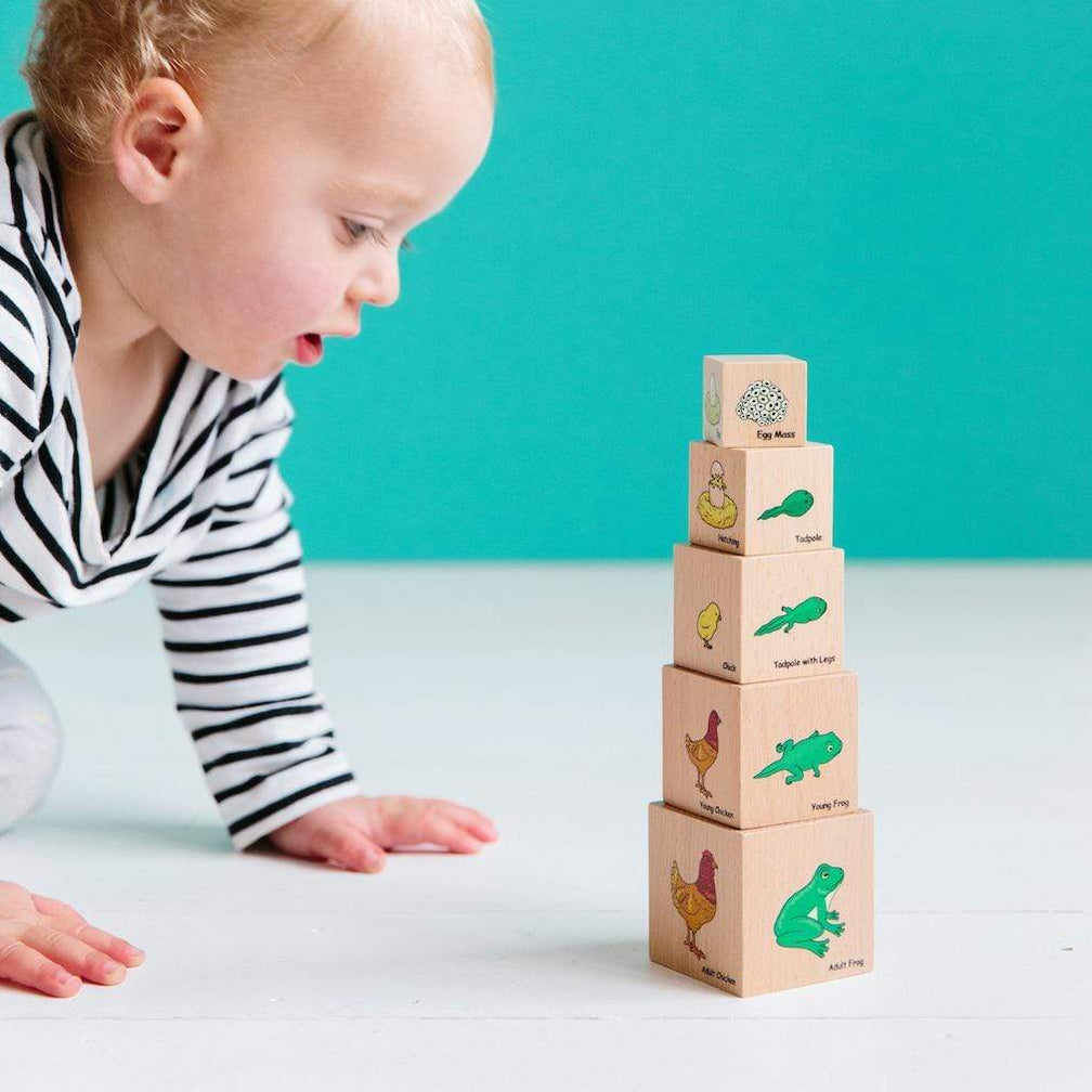 Freckled Frog Lifecycle Wooden Blocks — Toypark Australia