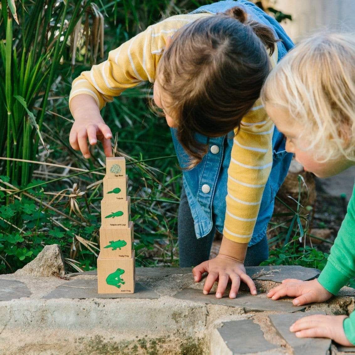 Freckled Frog Lifecycle Wooden Blocks — Toypark Australia